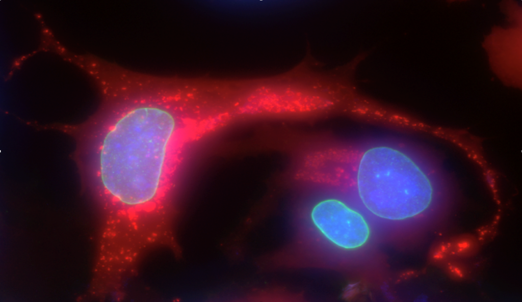 Modèle de virus sur la peau, NeoVirTech et Syntivia collaborent ...
